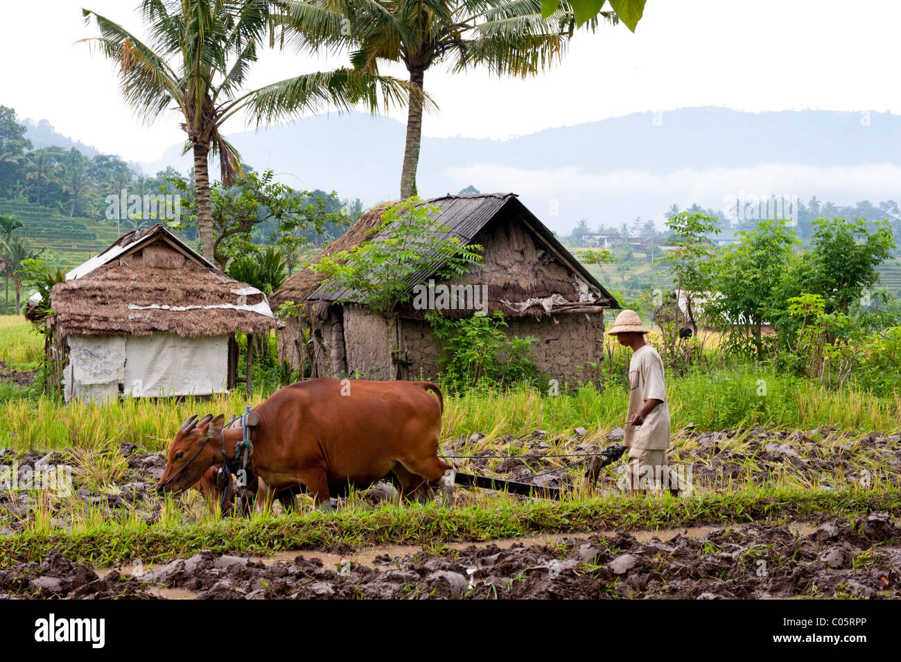 A Balinese farmer still uses the traditional plow pulled by cows to ...