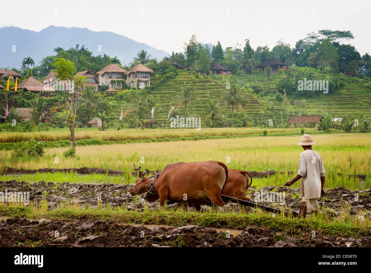 A Balinese farmer still uses the traditional plow pulled by cows to ...