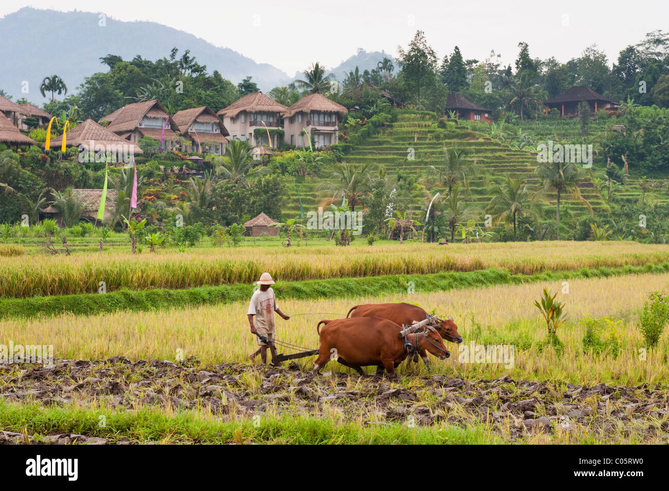 A Balinese farmer still uses the traditional plow pulled by cows to ...