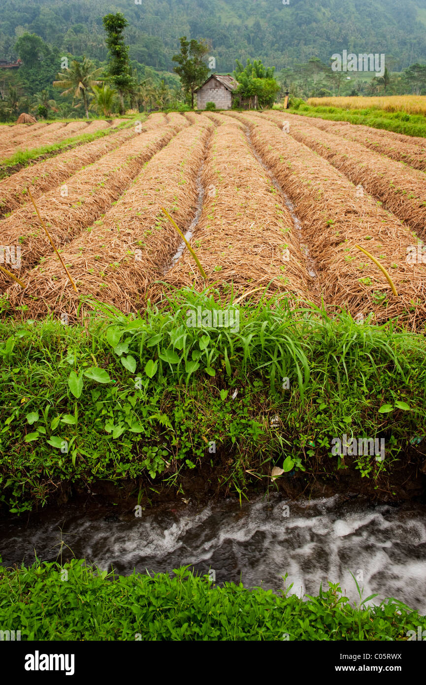 The Sideman valley in Bali, Indonesia, is a fertile farmland for ...