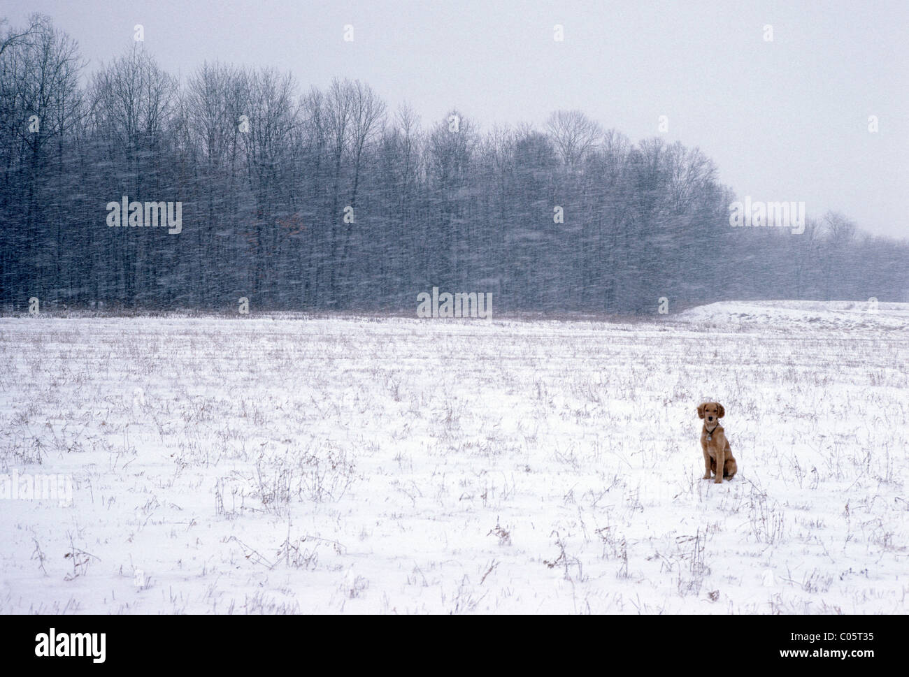 Young Golden Retriever dog seated in a farm field during a snow storm ...