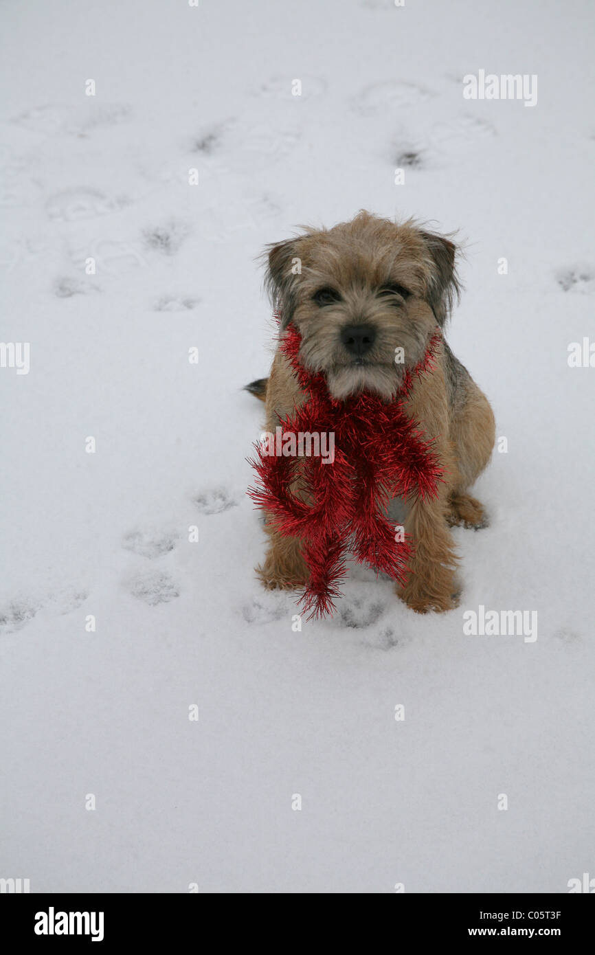 Freezing dog hi-res stock photography and images - Alamy