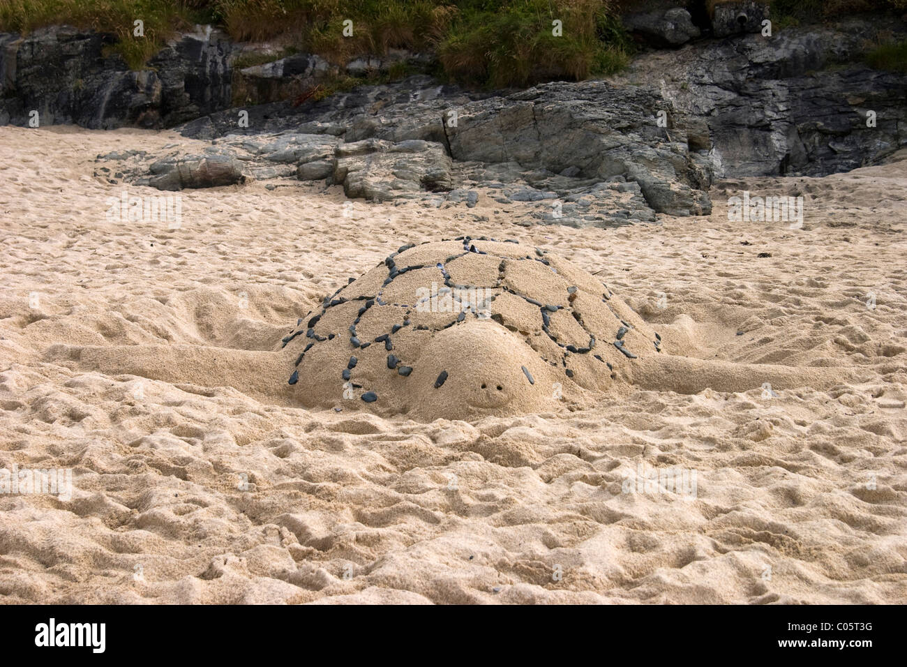 Sand turtle on beach Stock Photo - Alamy
