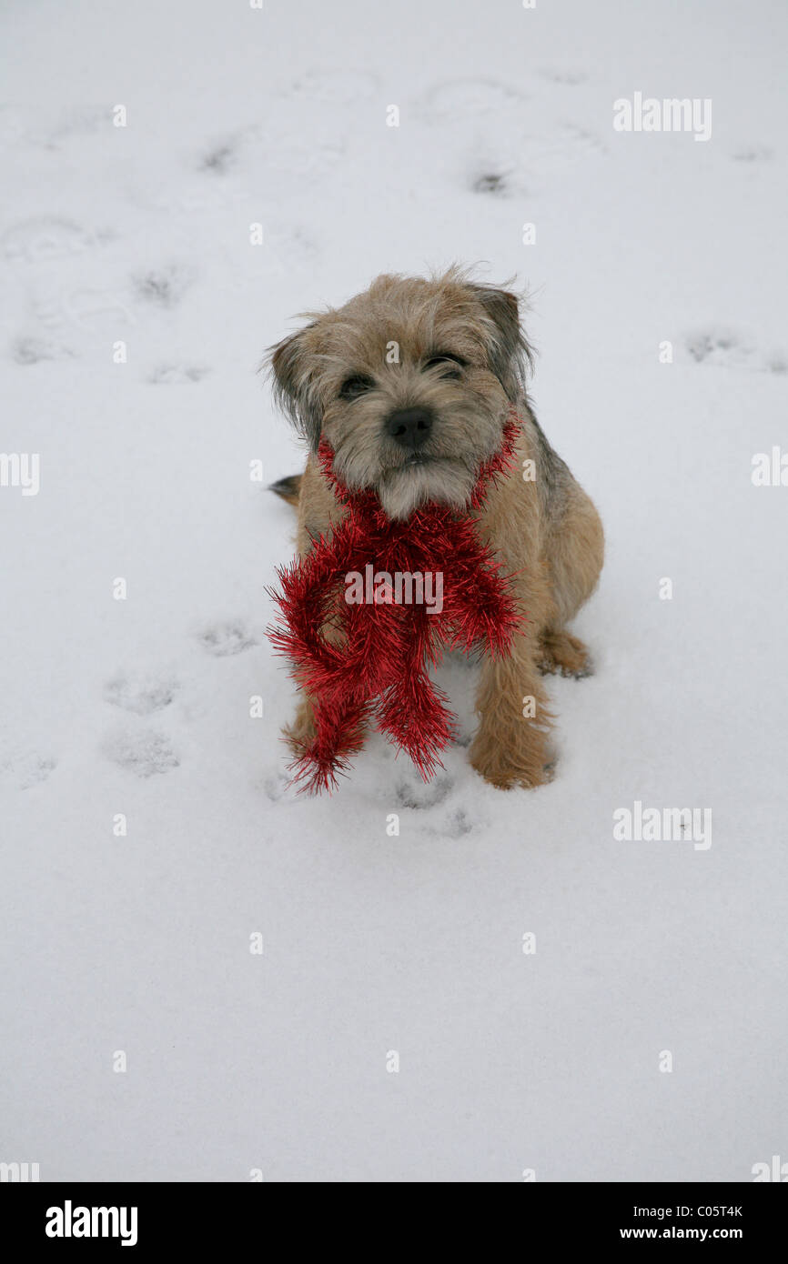 Chilly dog hi-res stock photography and images - Alamy