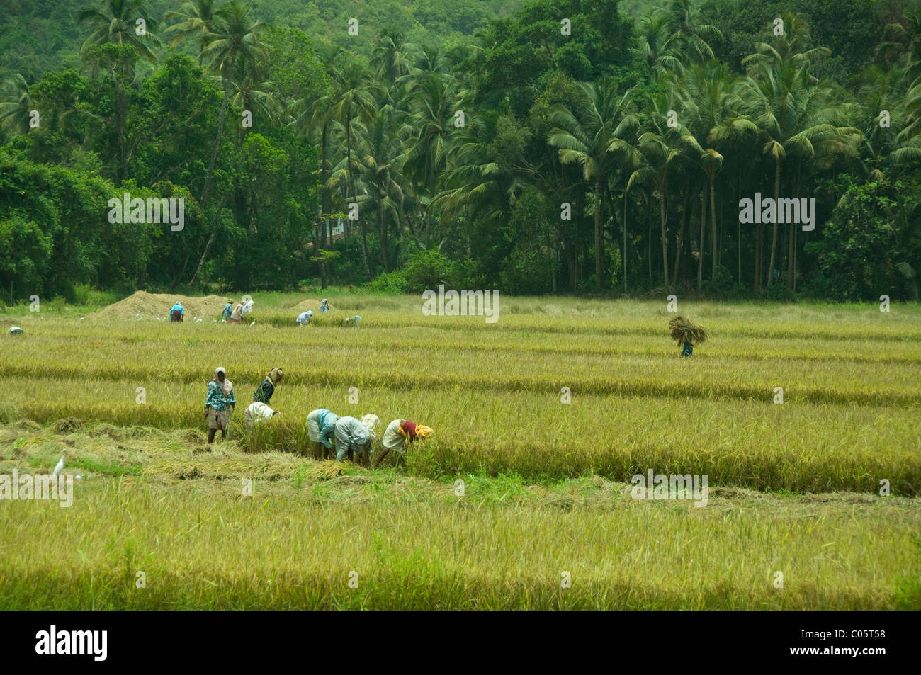 Paddy field goa hi-res stock photography and images - Alamy