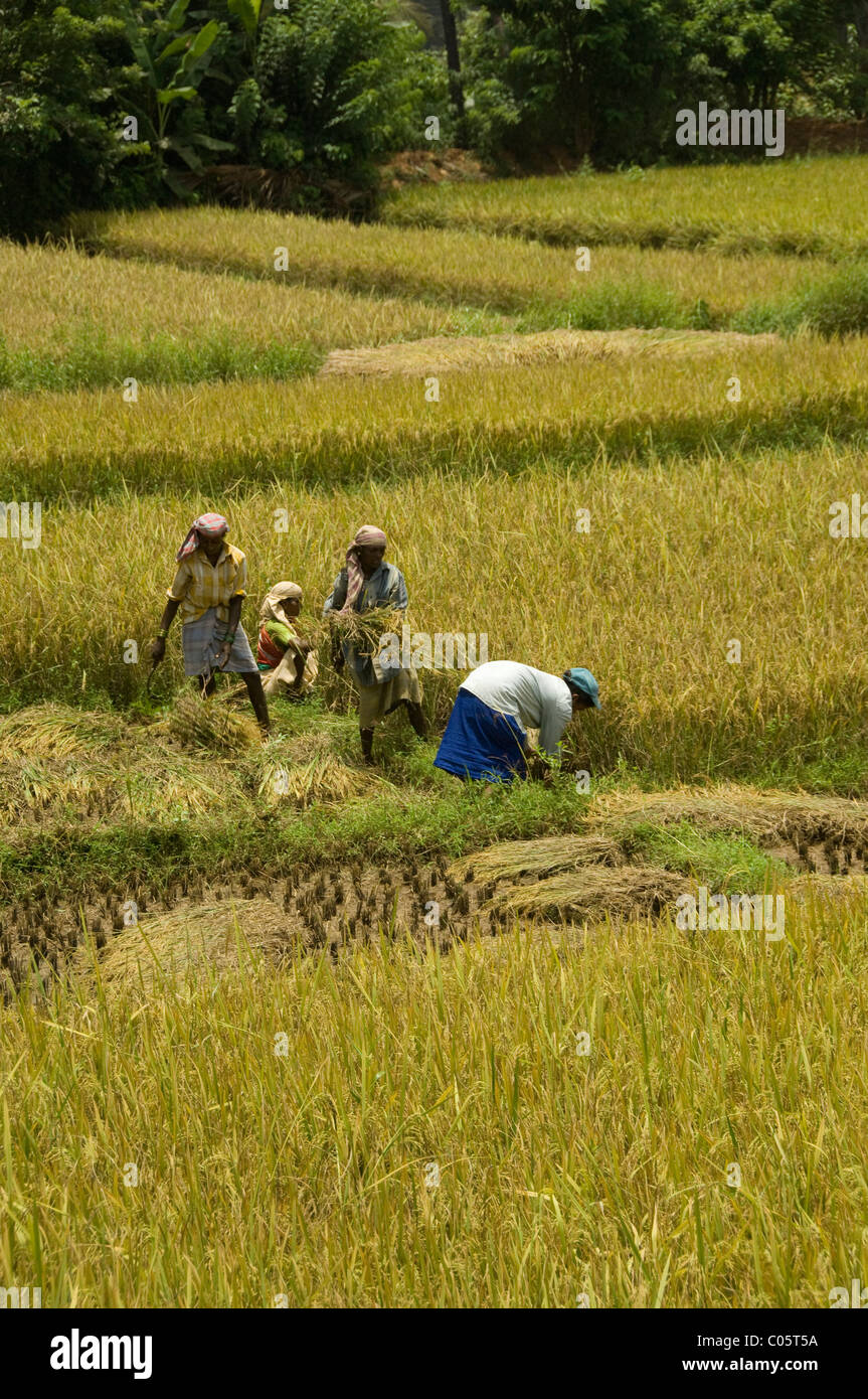 India, Goa. Ponda, Curti. Workers in rice paddy Stock Photo - Alamy