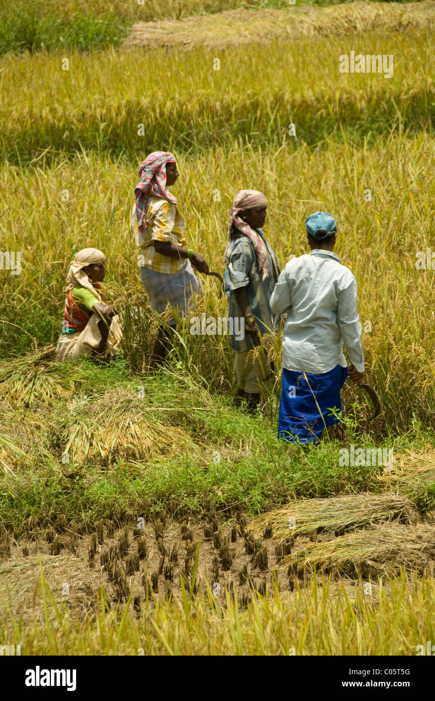 Paddy field goa hi-res stock photography and images - Alamy