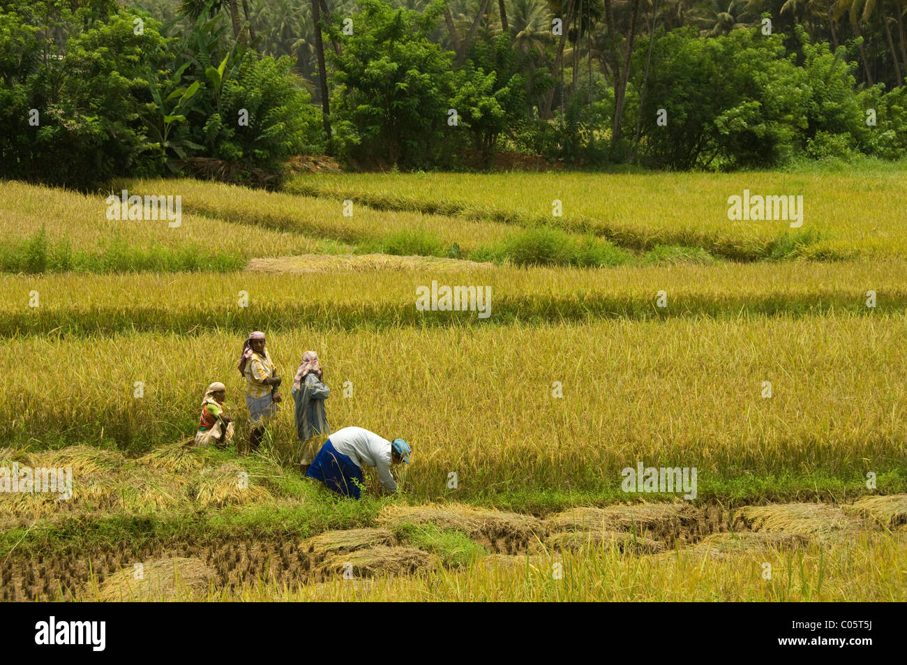 India, Goa. Ponda, Curti. Workers in rice paddy Stock Photo - Alamy