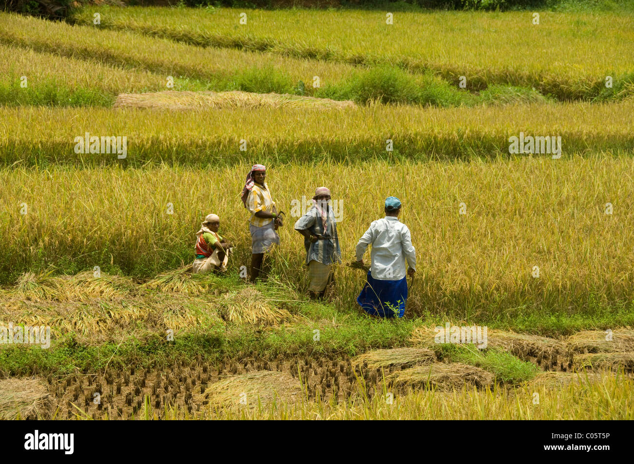 India, Goa. Ponda, Curti. Workers in rice paddy Stock Photo - Alamy