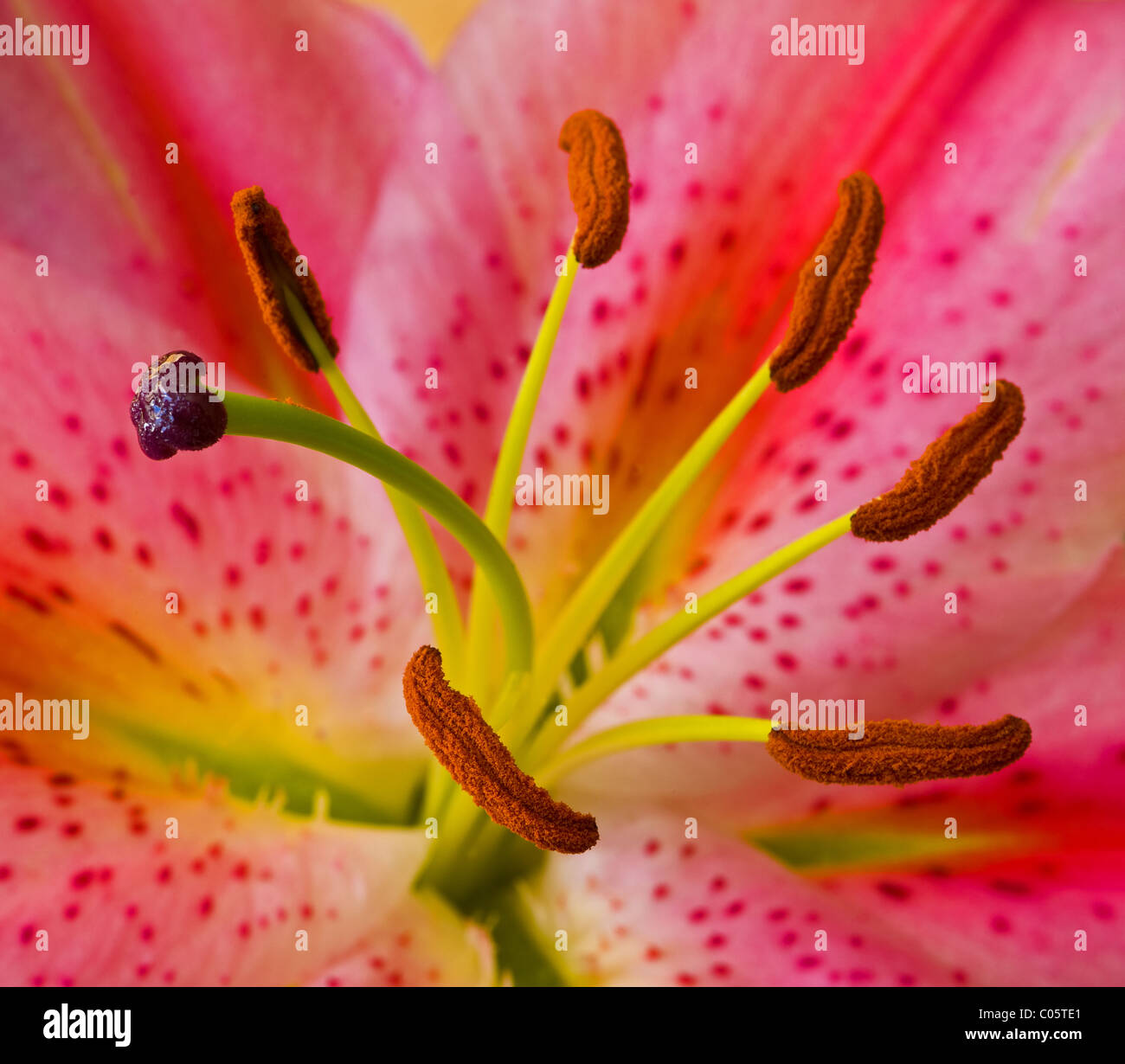 Plant Stamen
