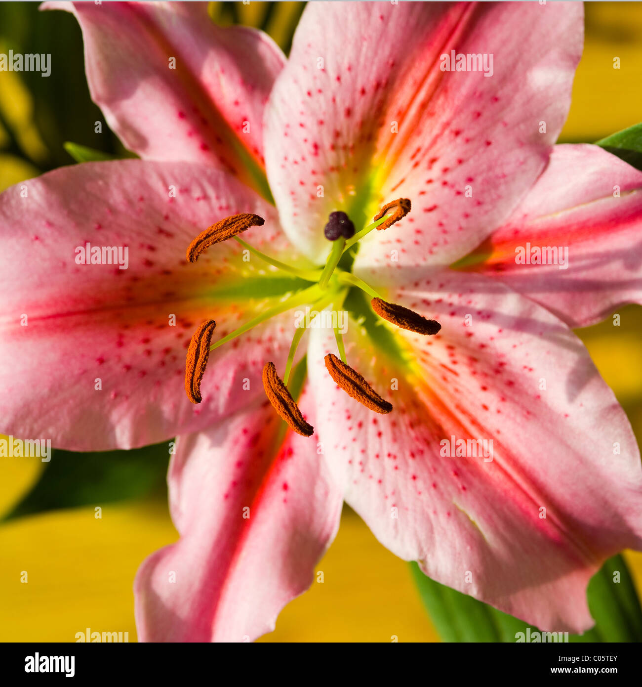 Tiger lily pistils stamen hi-res stock photography and images - Alamy