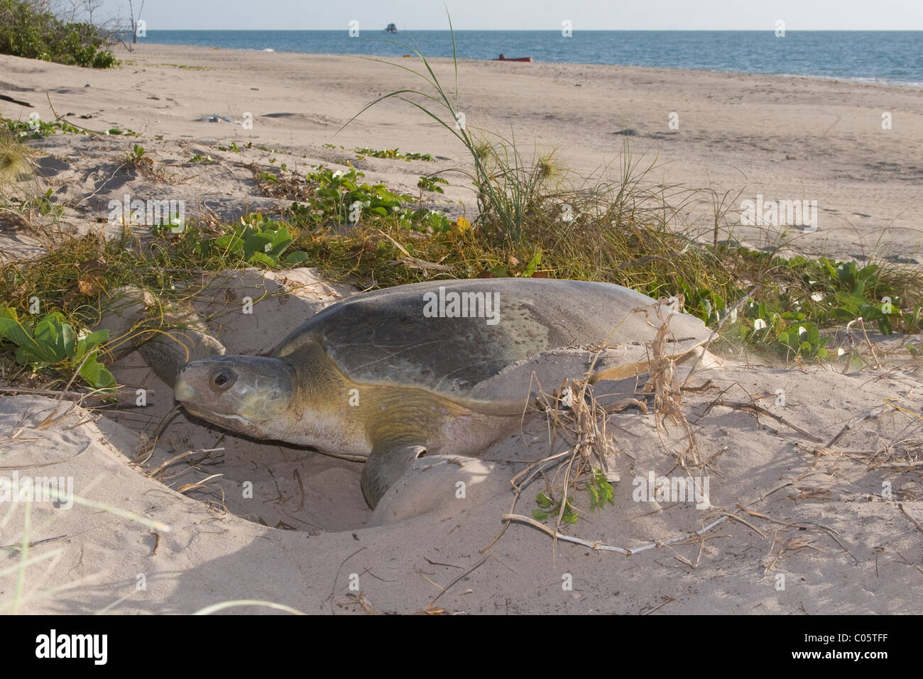 Australian flatback sea turtle hi-res stock photography and images - Alamy