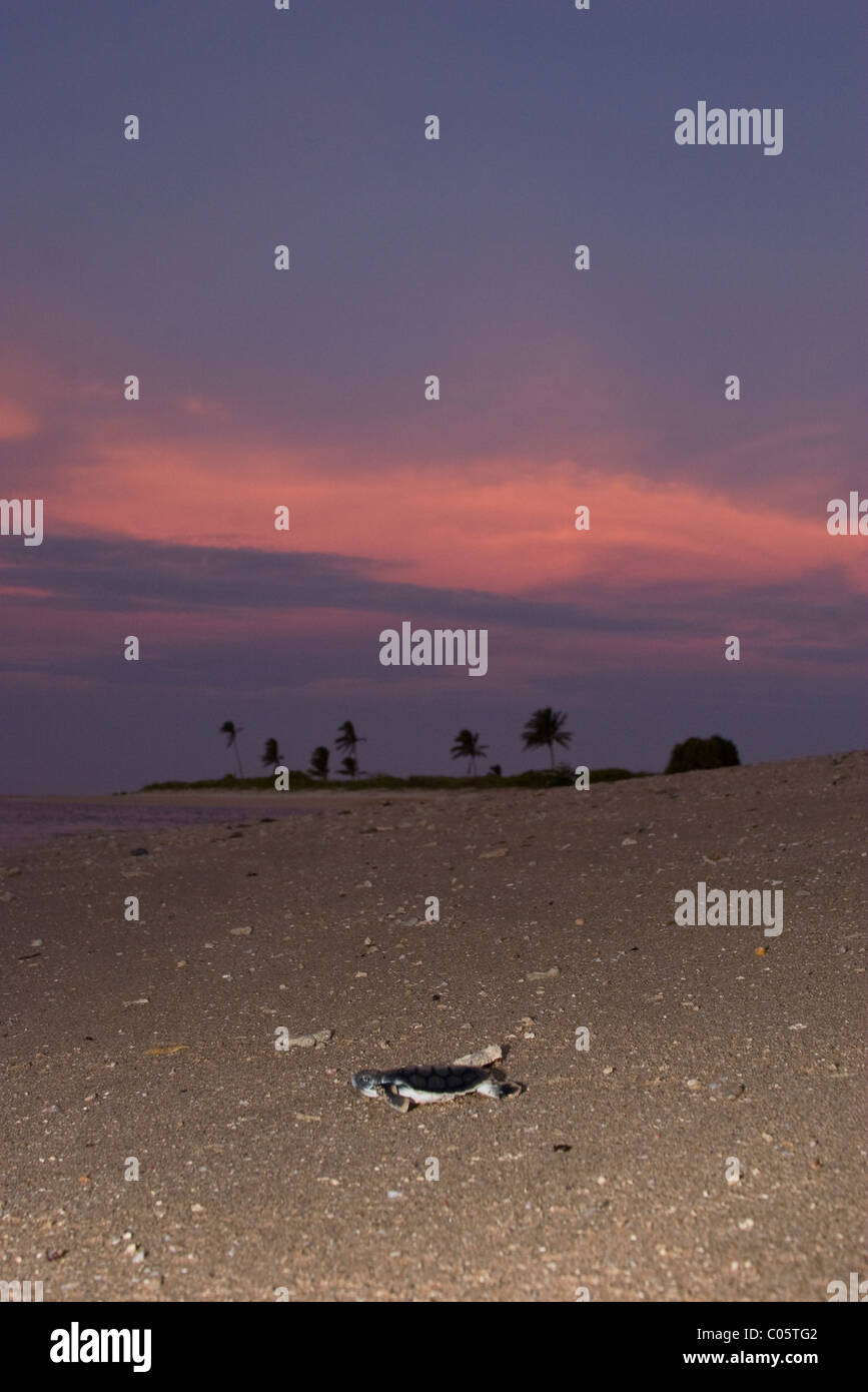 Flatback turtle hi-res stock photography and images - Alamy