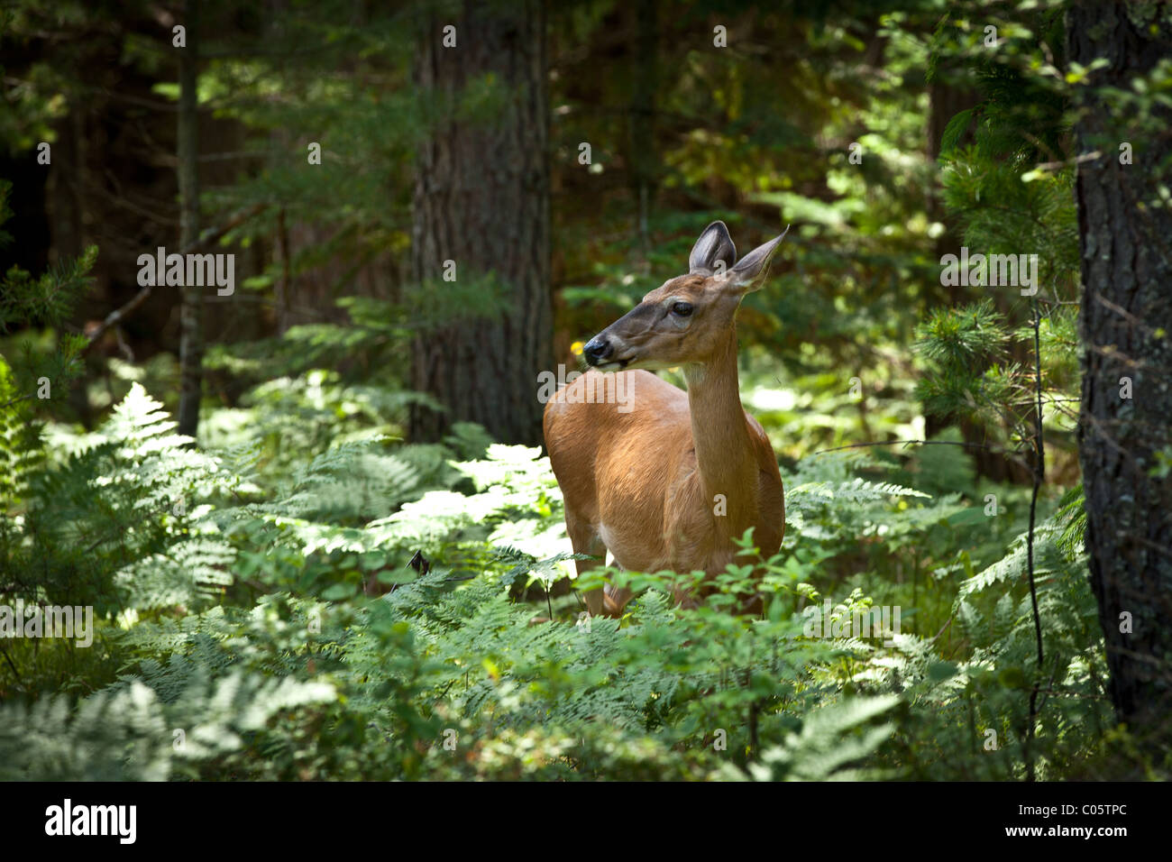 Wild white-tailed deer in the Northwoods forests of Wisconsin Stock ...