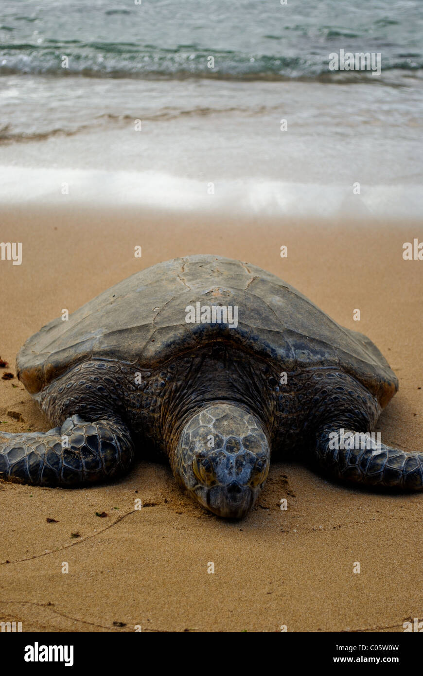 Endangered Sea Turtle sunbathing on beach. Oahu Hawaii Stock Photo - Alamy