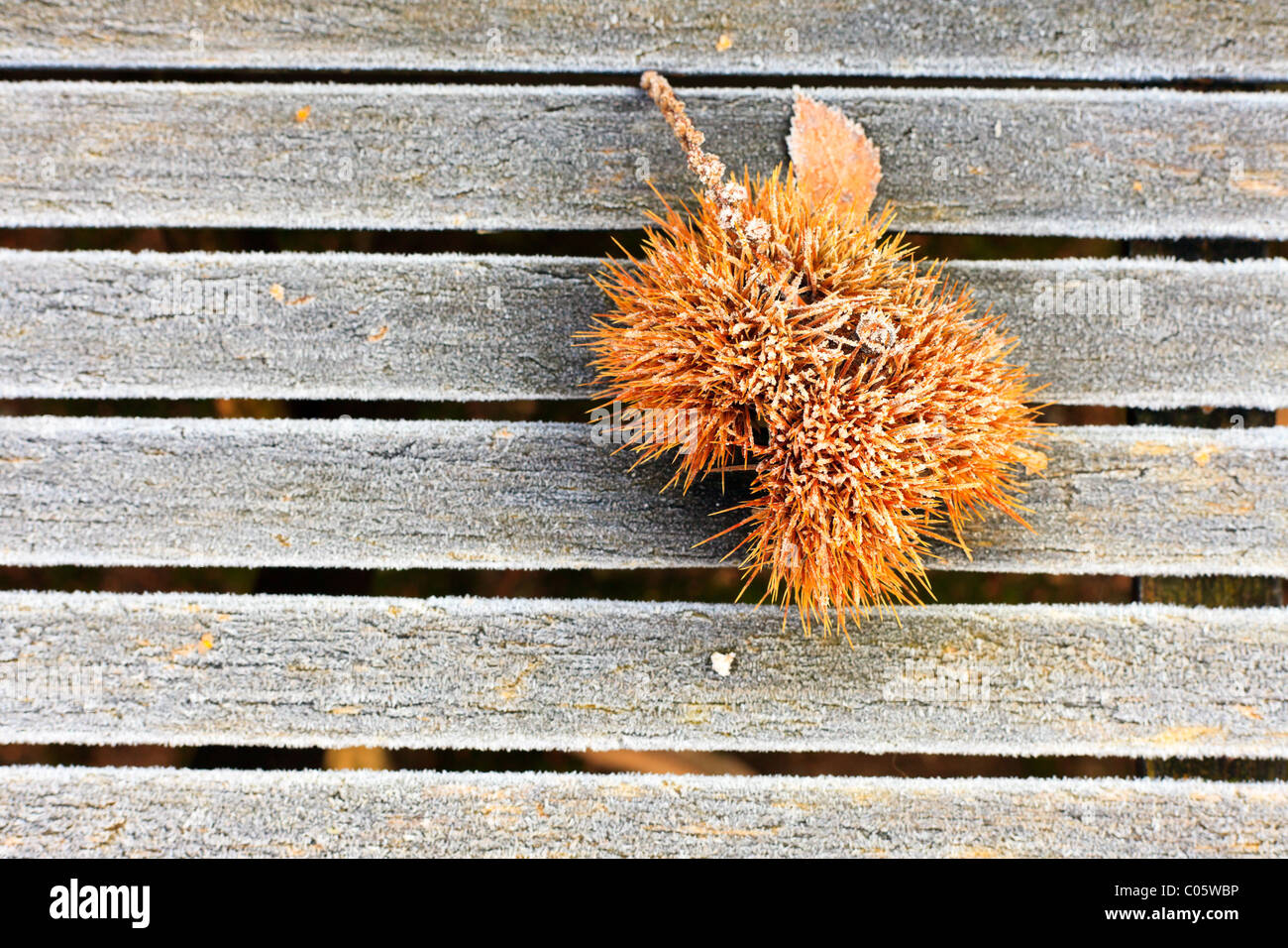 Frozen chestnut on frozen wooden bench Stock Photo - Alamy