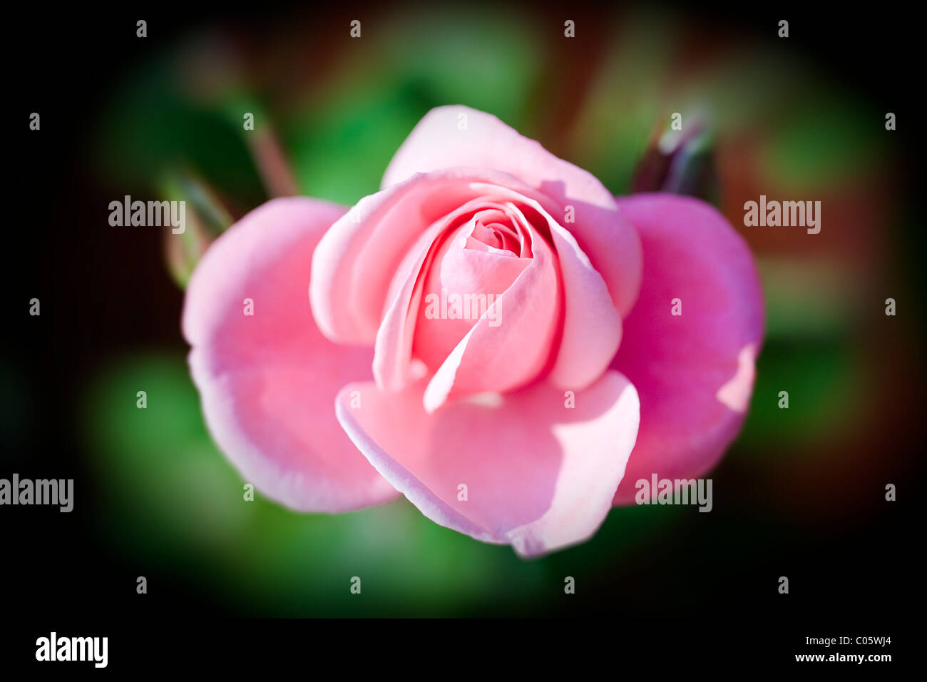 A Single Rose Stock Photo - Alamy