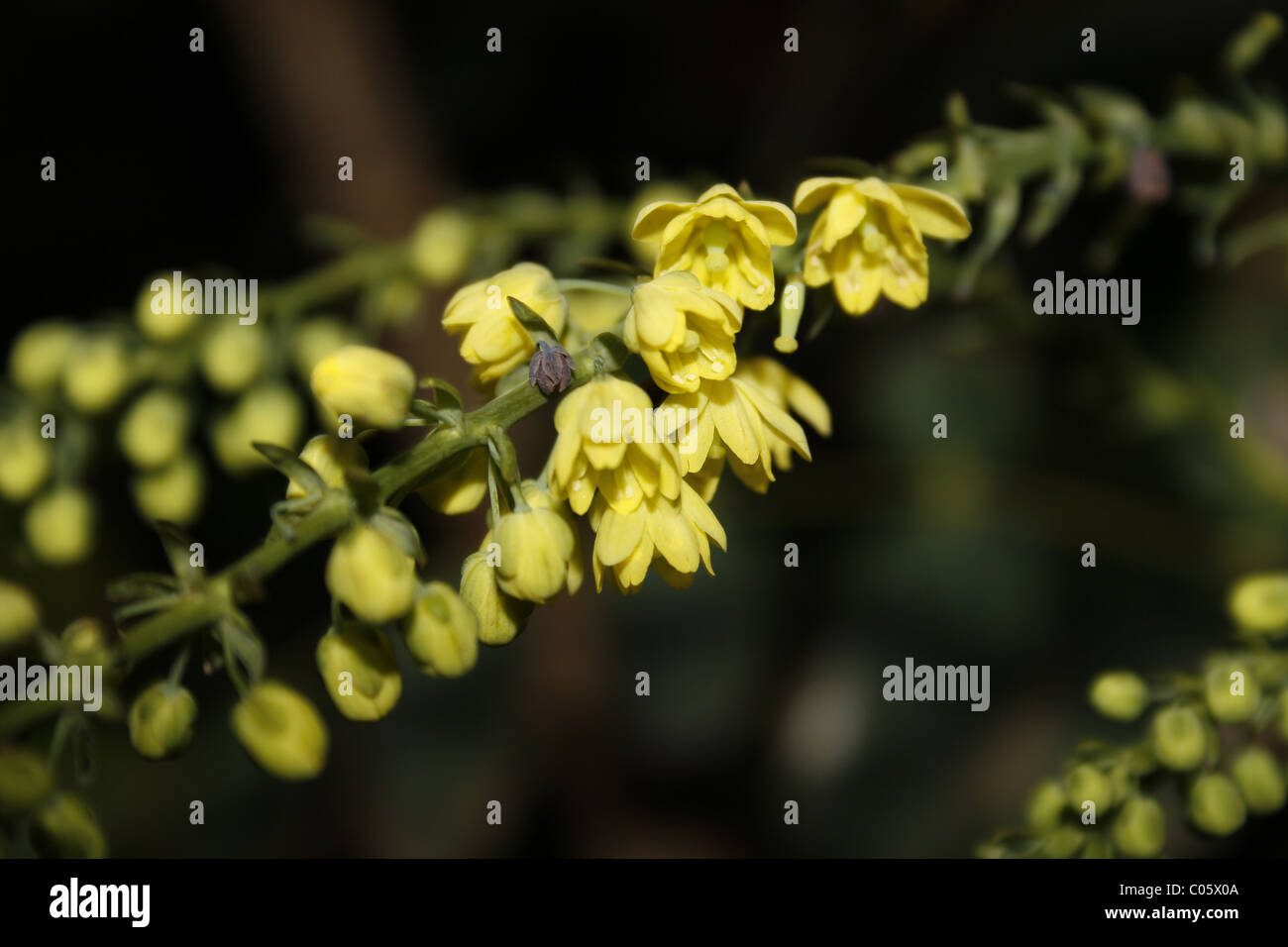 Mahonia blossom hi-res stock photography and images - Alamy