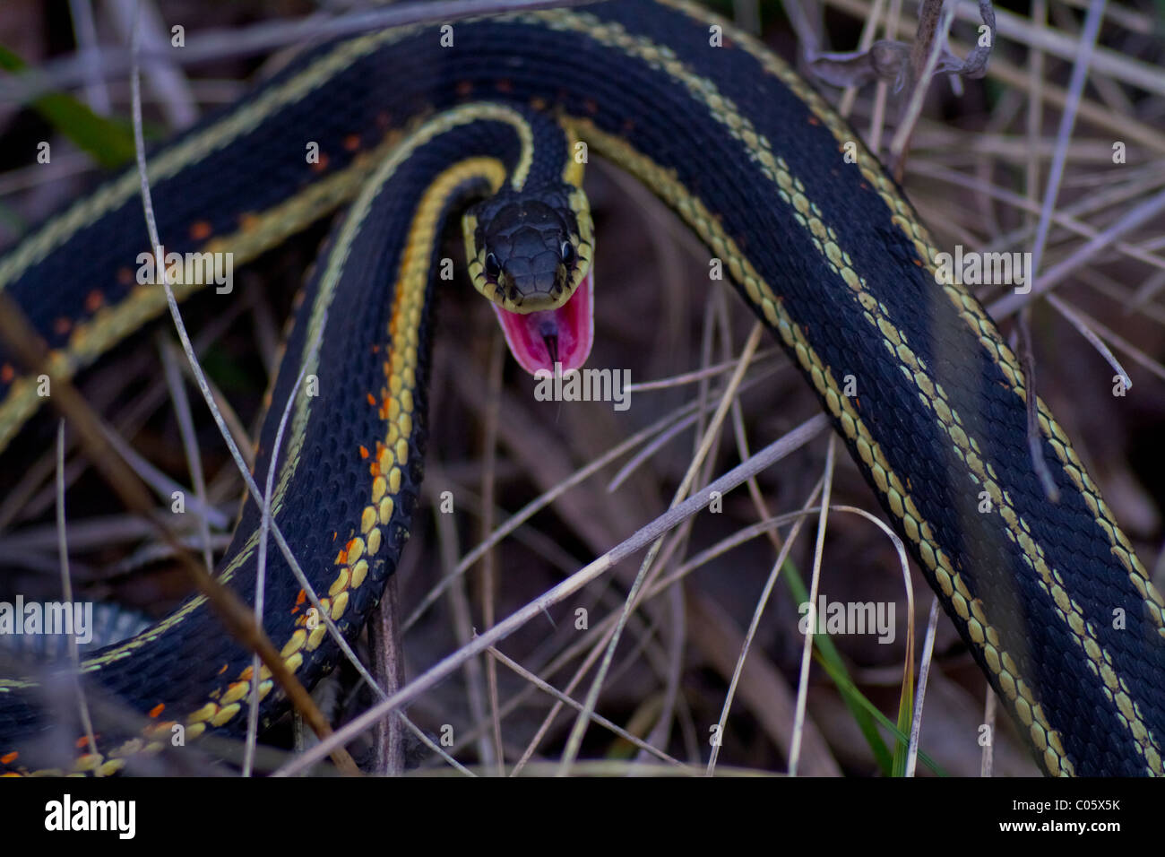 Garter snake red tongue hi-res stock photography and images - Alamy