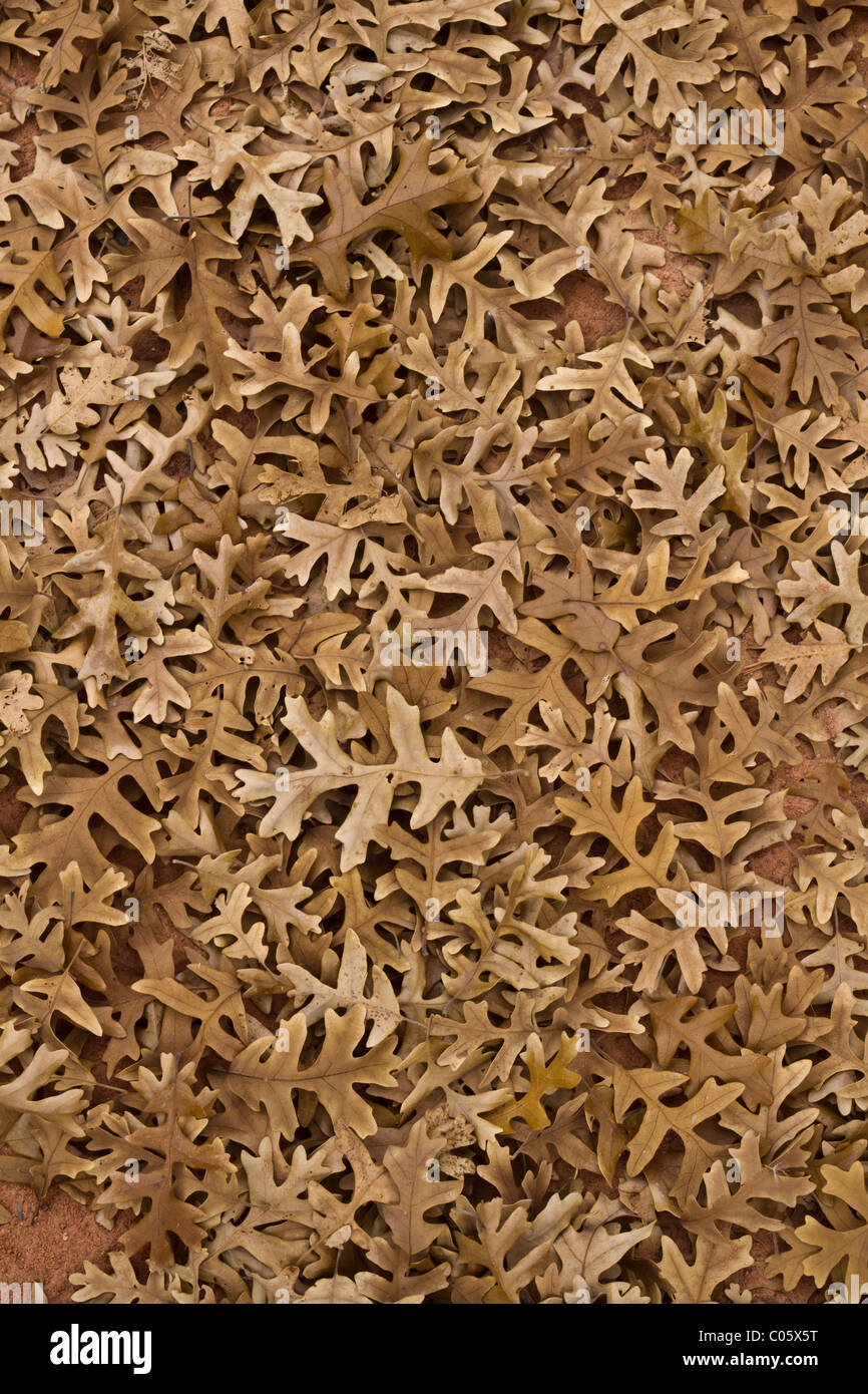 The floor of an oak forest in fall Stock Photo - Alamy
