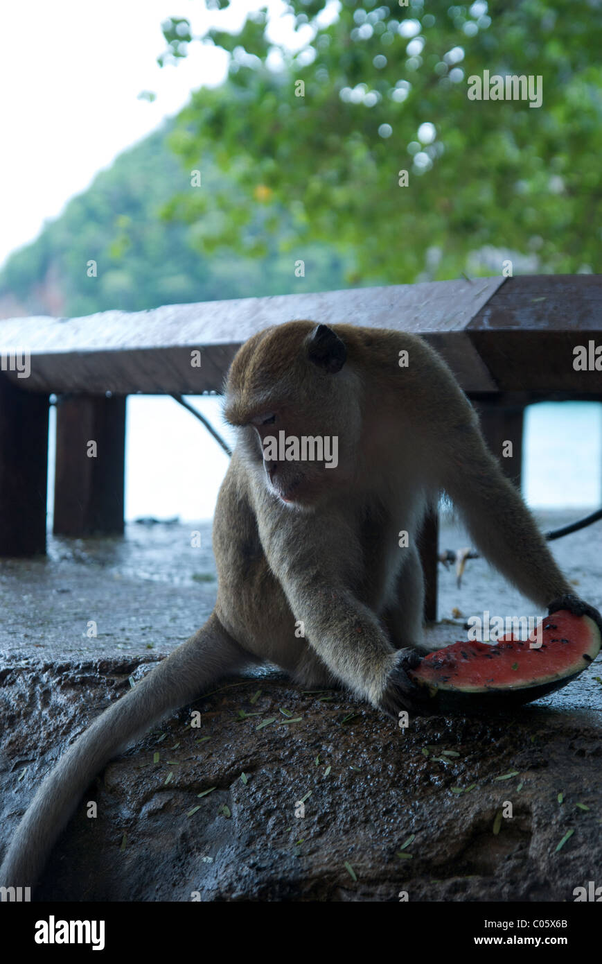 MOnkey eats watermelon Stock Photo - Alamy