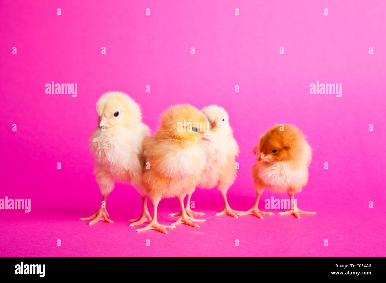 Pink baby bird hi-res stock photography and images - Alamy