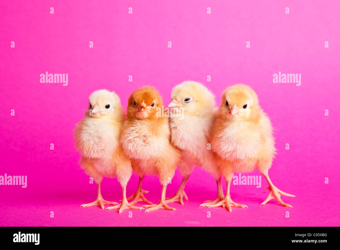 Easter chickens on pink background Stock Photo - Alamy