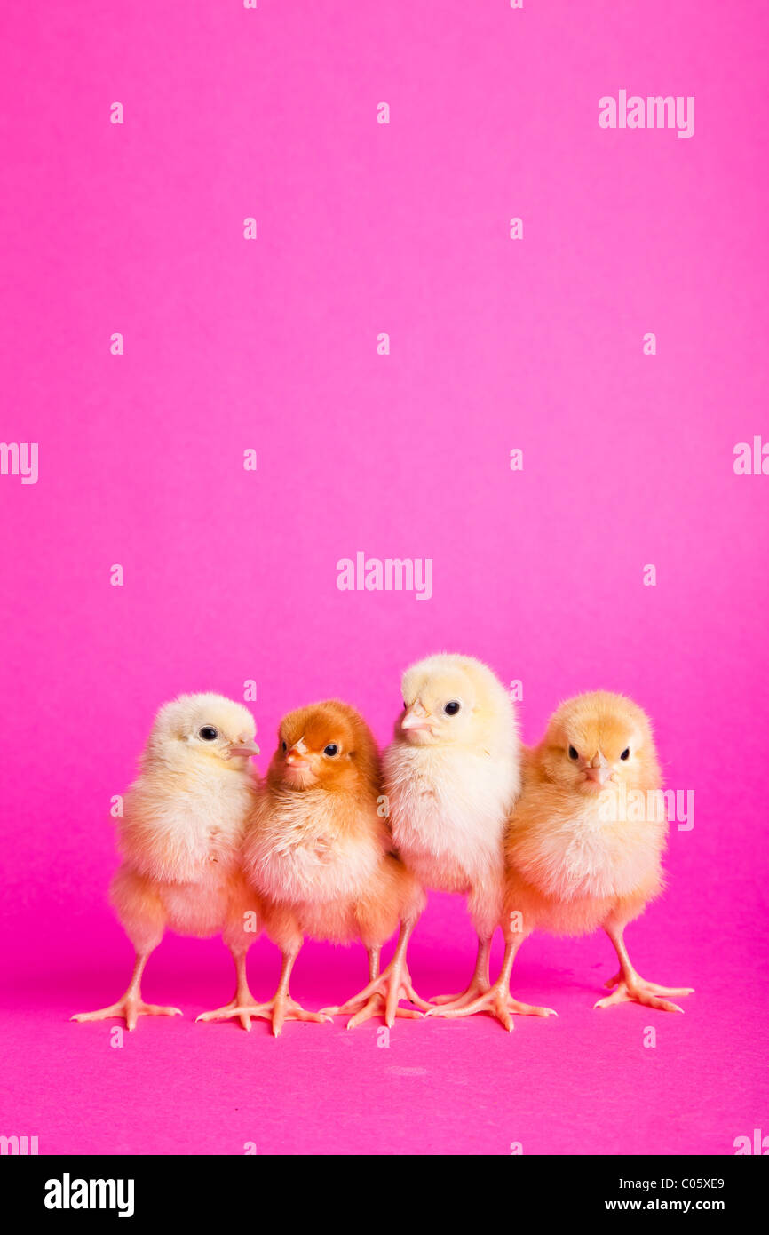 Easter chickens on pink background Stock Photo - Alamy
