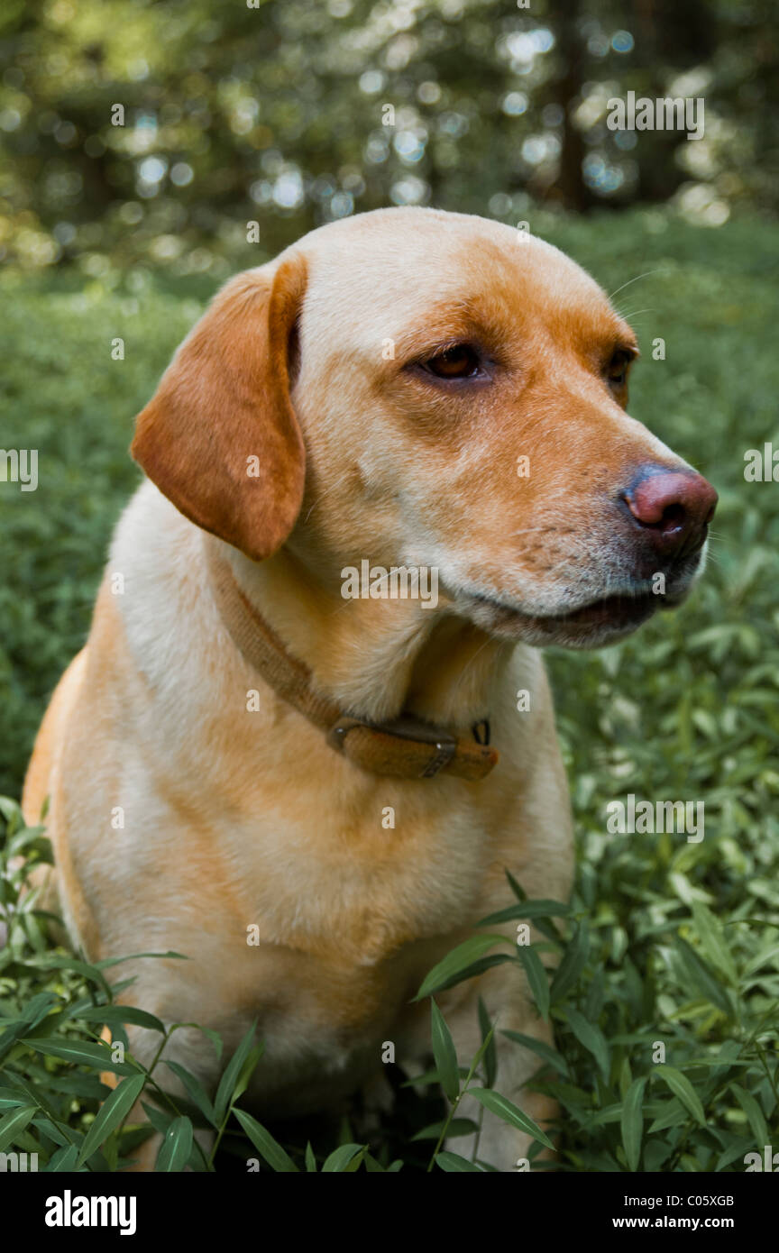 Yellow Labrador Retriever Stock Photo - Alamy