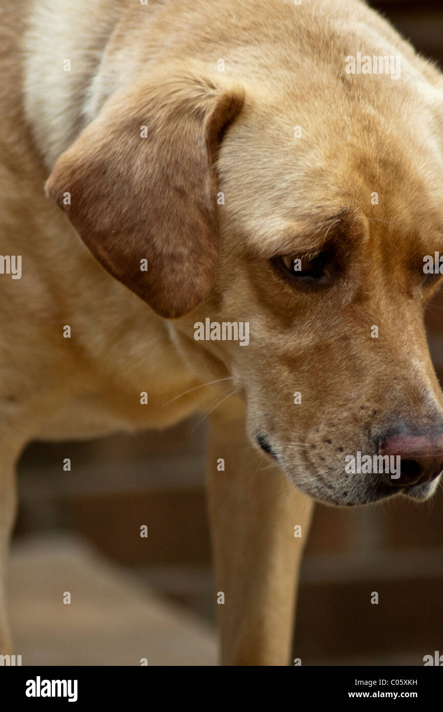 Yellow Labrador Retriever Stock Photo - Alamy
