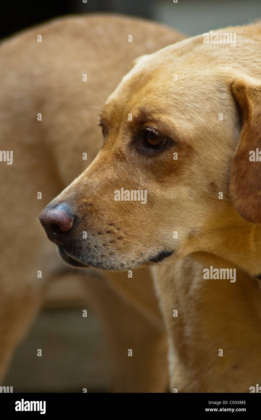Yellow Labrador Retriever Stock Photo - Alamy