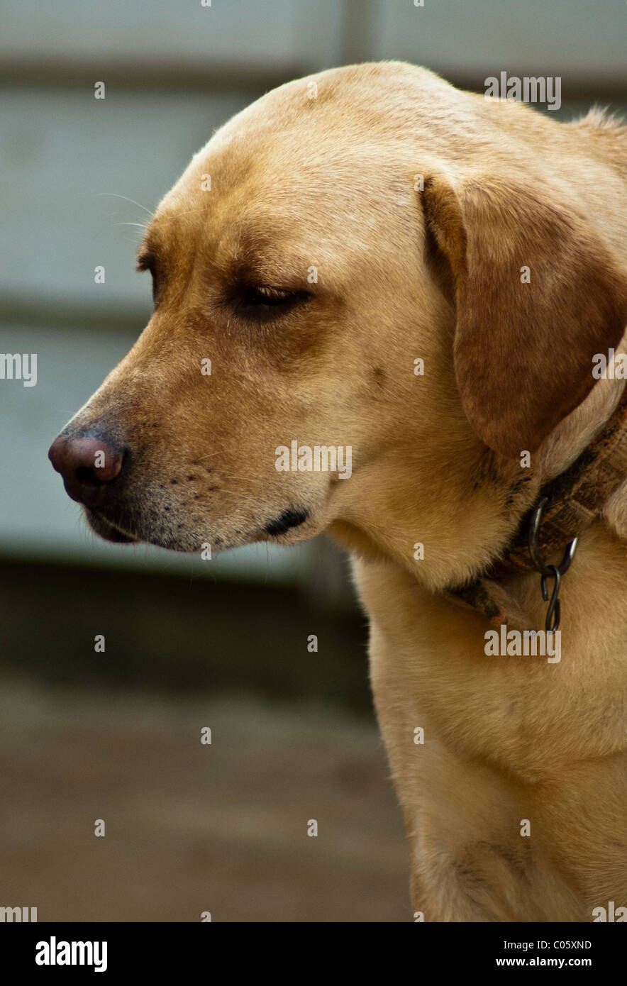 Female labrador retriever hi-res stock photography and images - Alamy
