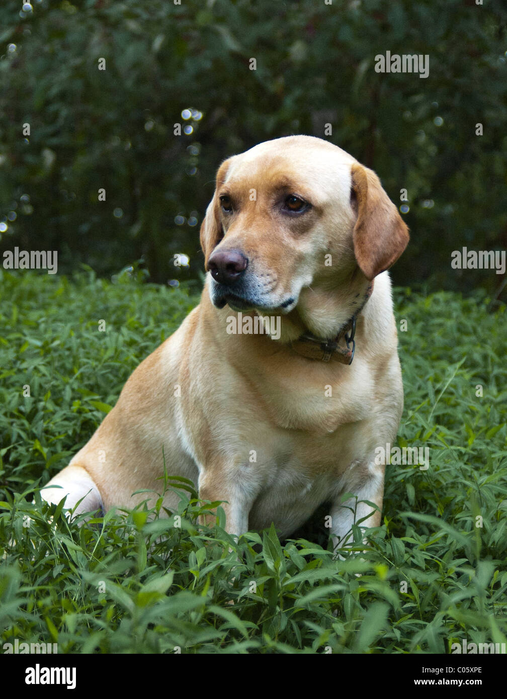 Yellow Labrador Retriever Stock Photo - Alamy
