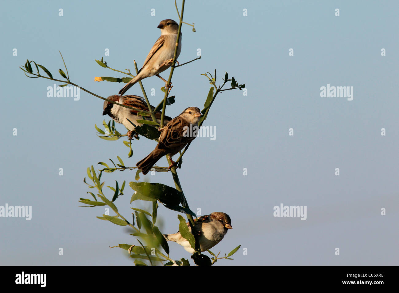 Sparrows birds hi-res stock photography and images - Alamy