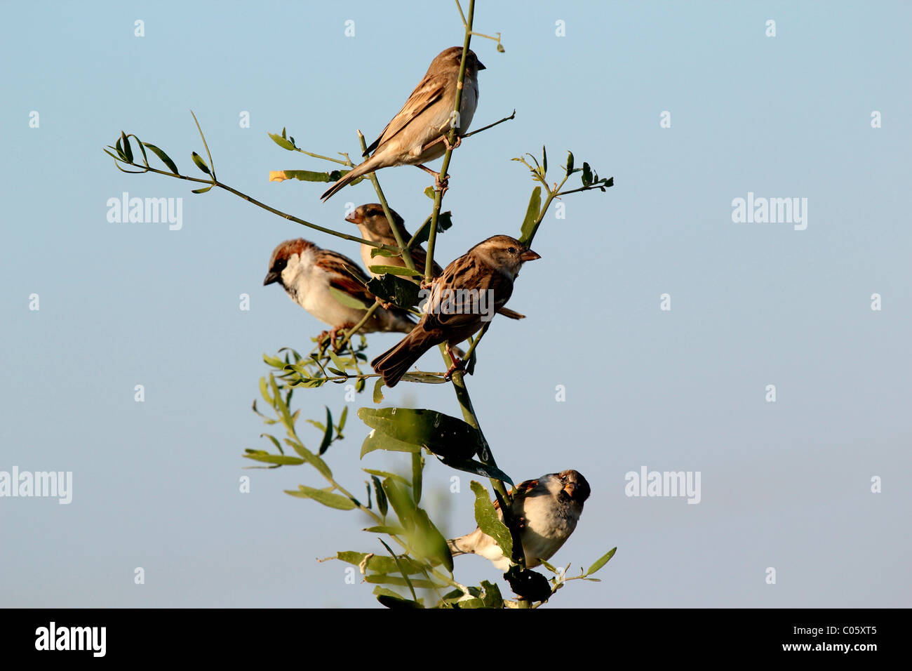 Sparrows birds hi-res stock photography and images - Alamy