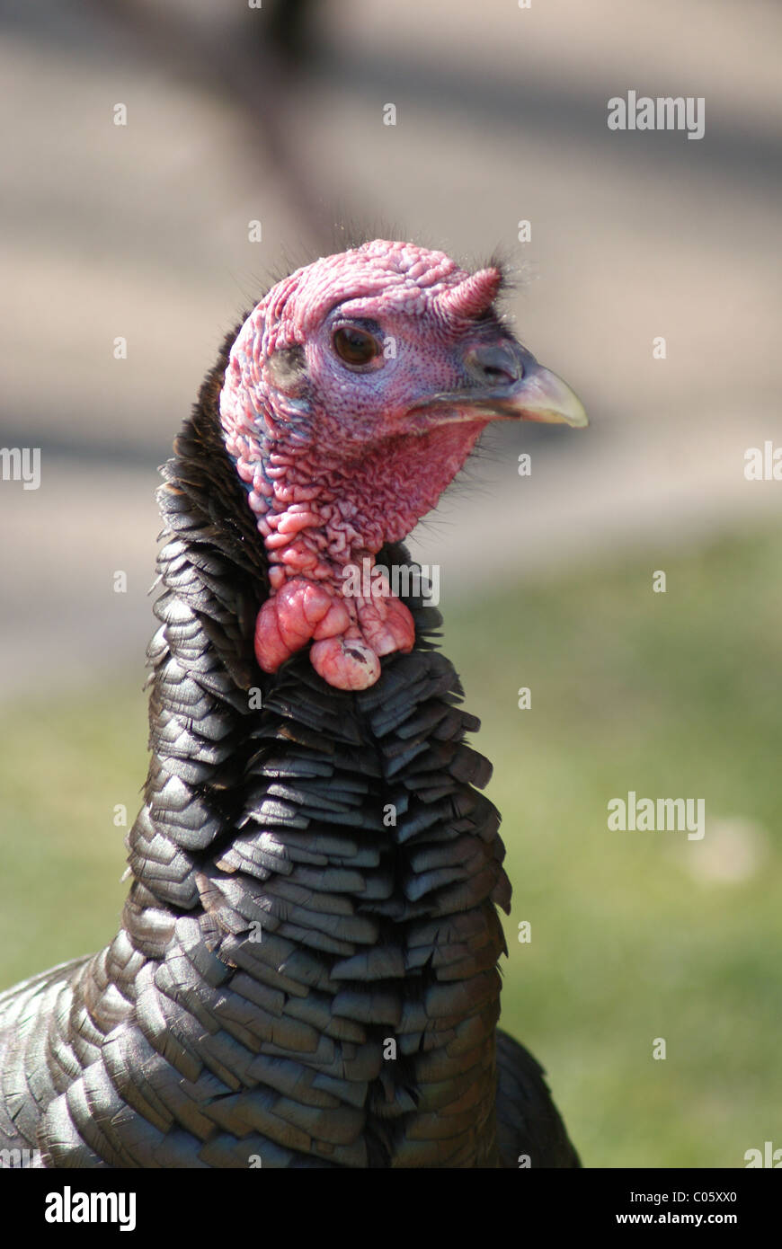 Close-up portrait image of a Wild Turkey Stock Photo - Alamy