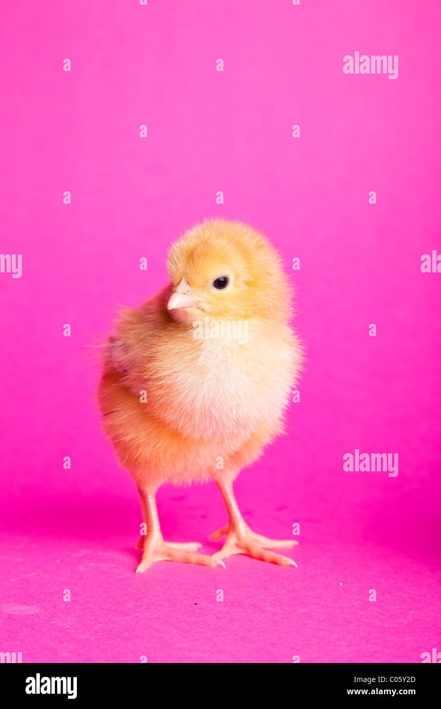 Easter chickens on pink background Stock Photo - Alamy