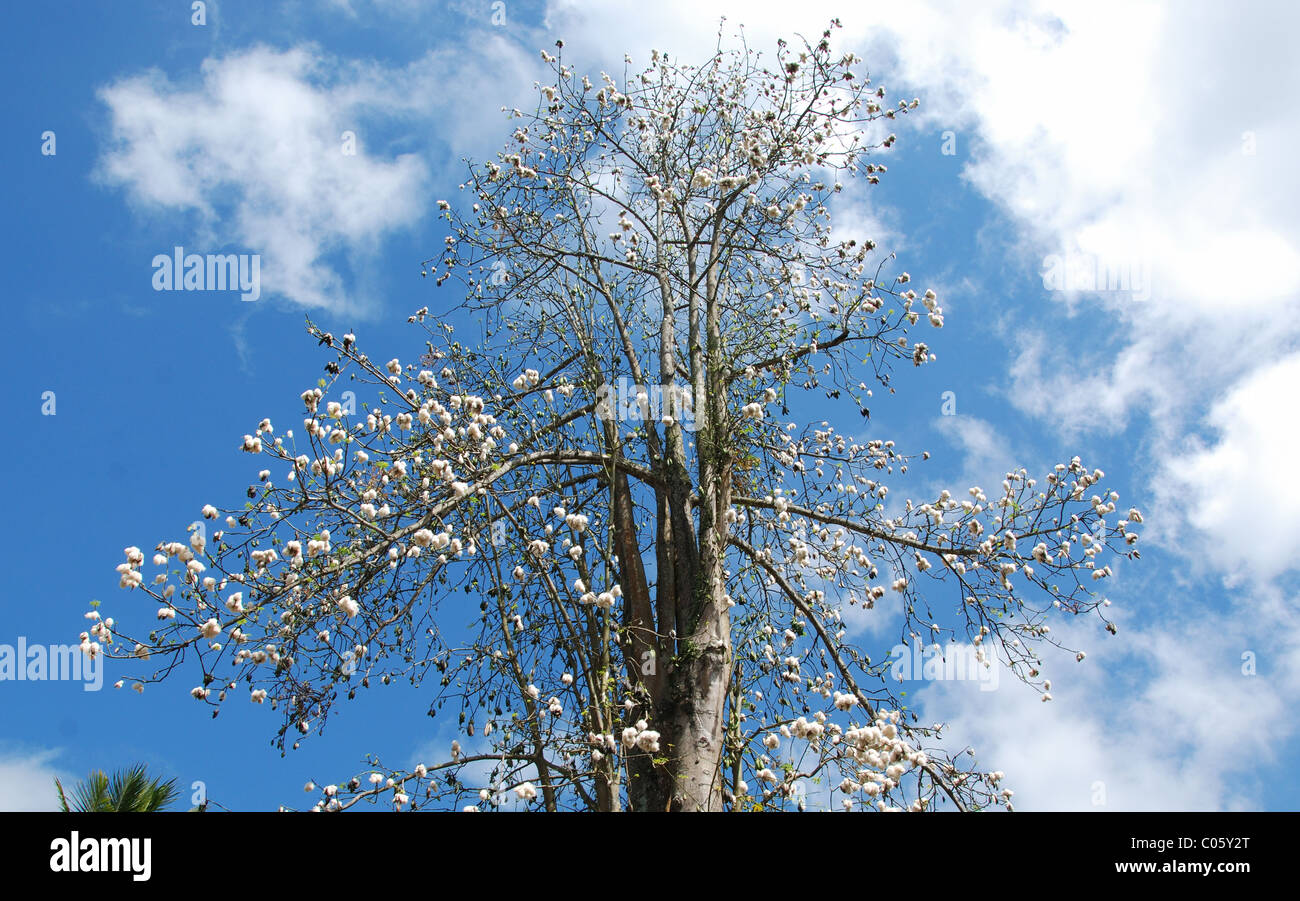 cotton tree Stock Photo - Alamy