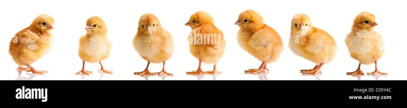 Chicken in different poses isolated on white Stock Photo - Alamy