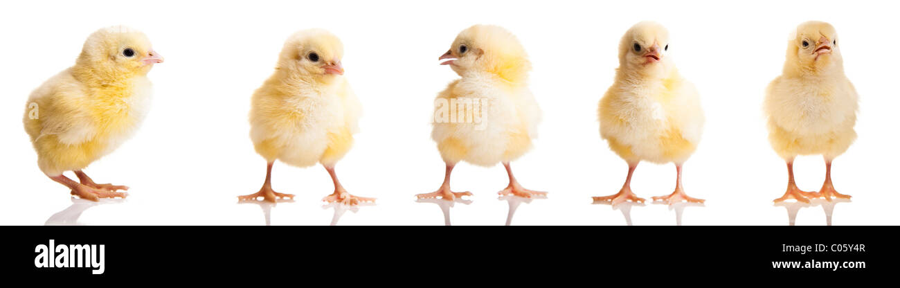 Chicken in different poses isolated on white Stock Photo - Alamy