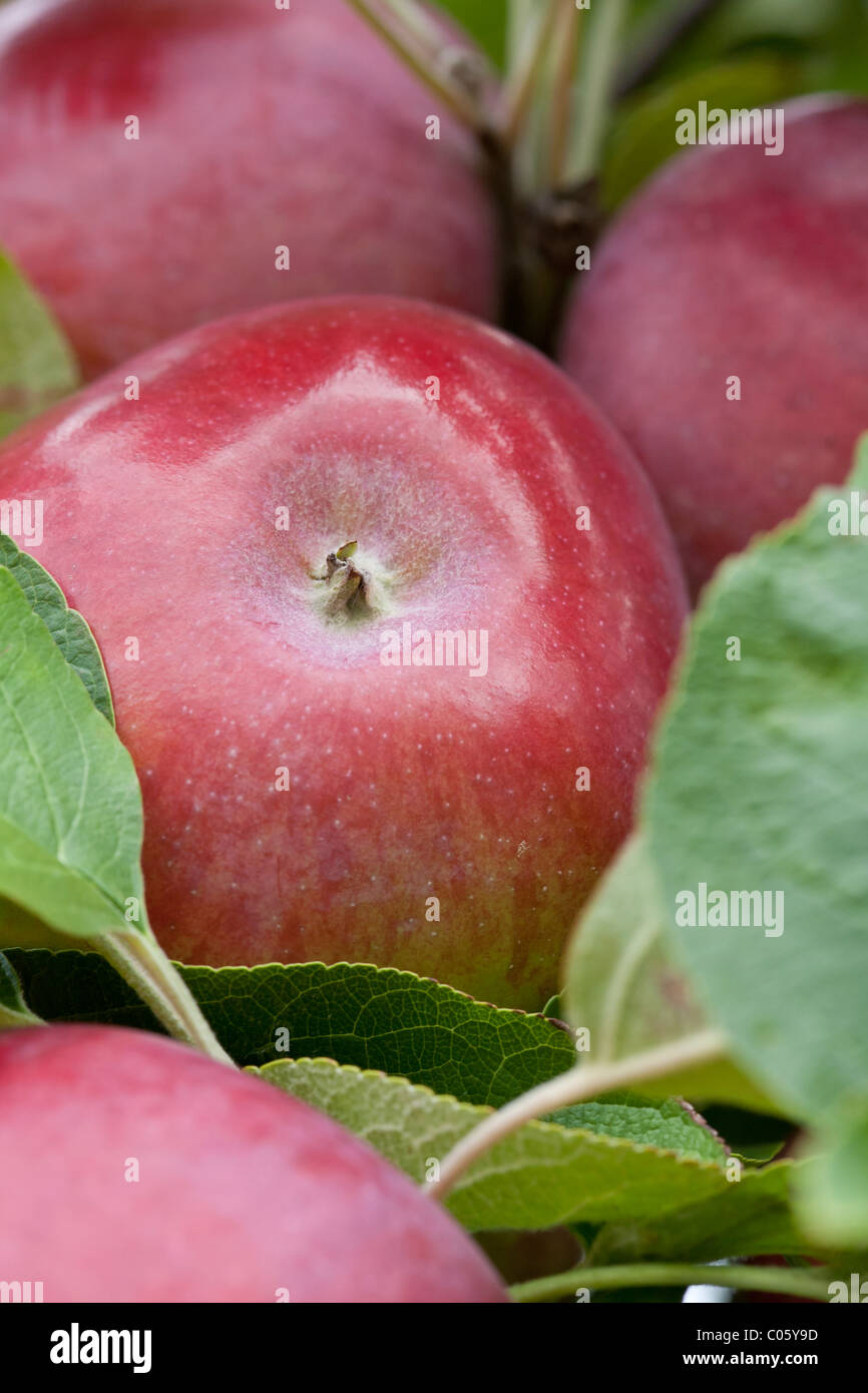 Fresh Tree Ripened Apples close. A cluster of bright red and shiny ...