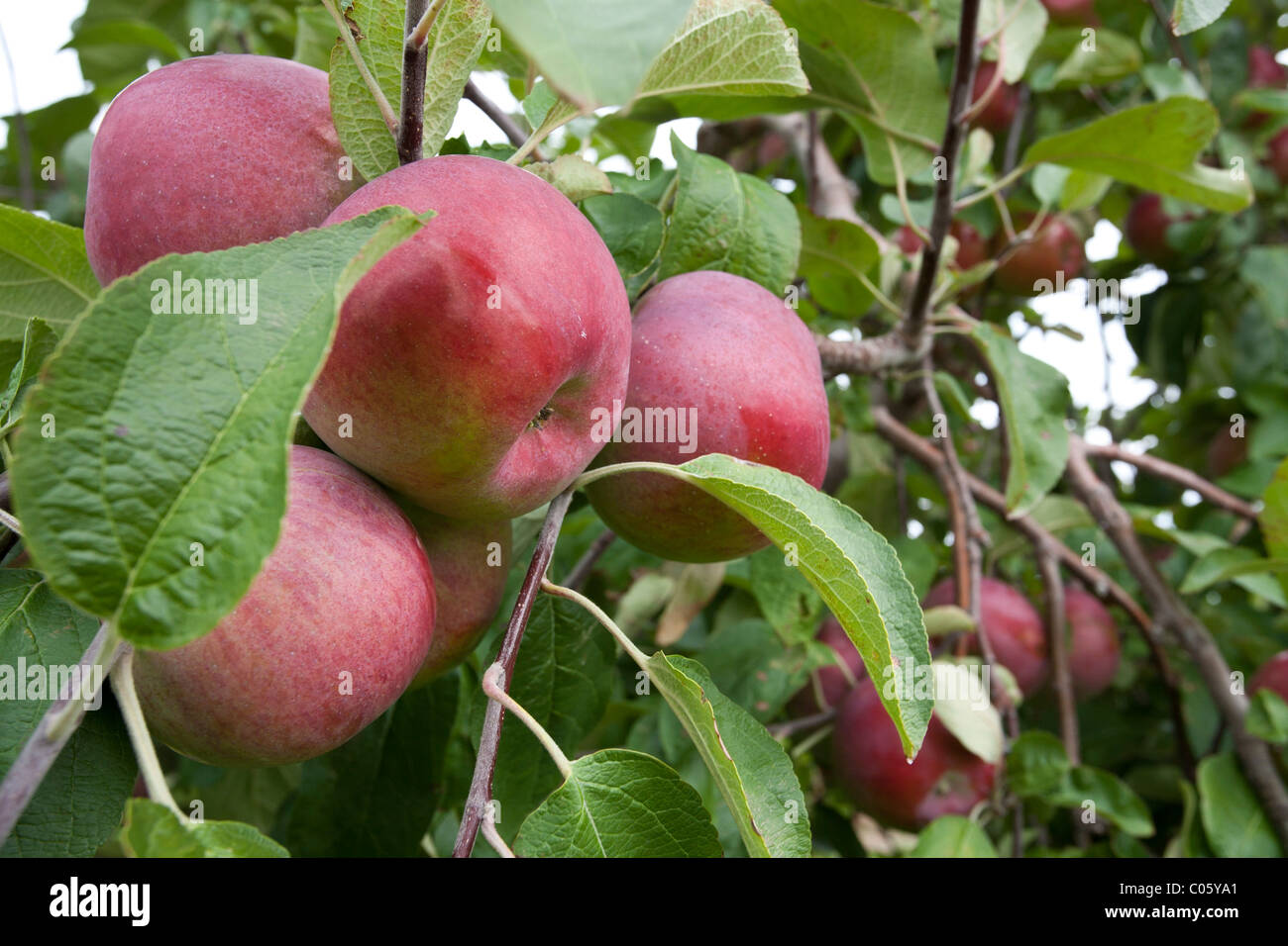 Fresh Tree Ripened Apples. A cluster of bright red and shiny apples on ...