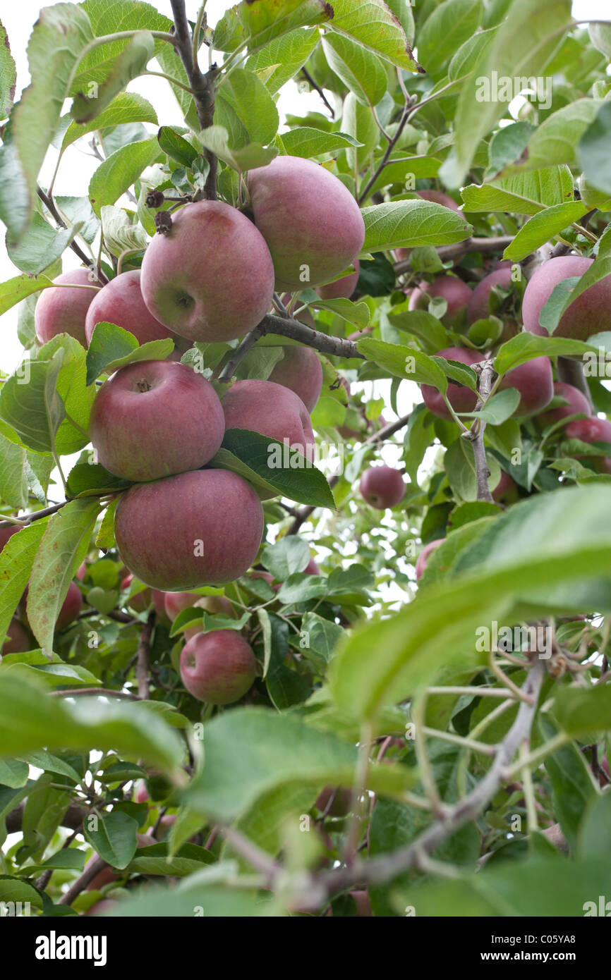 Red Prince Apple High Resolution Stock Photography and Images - Alamy