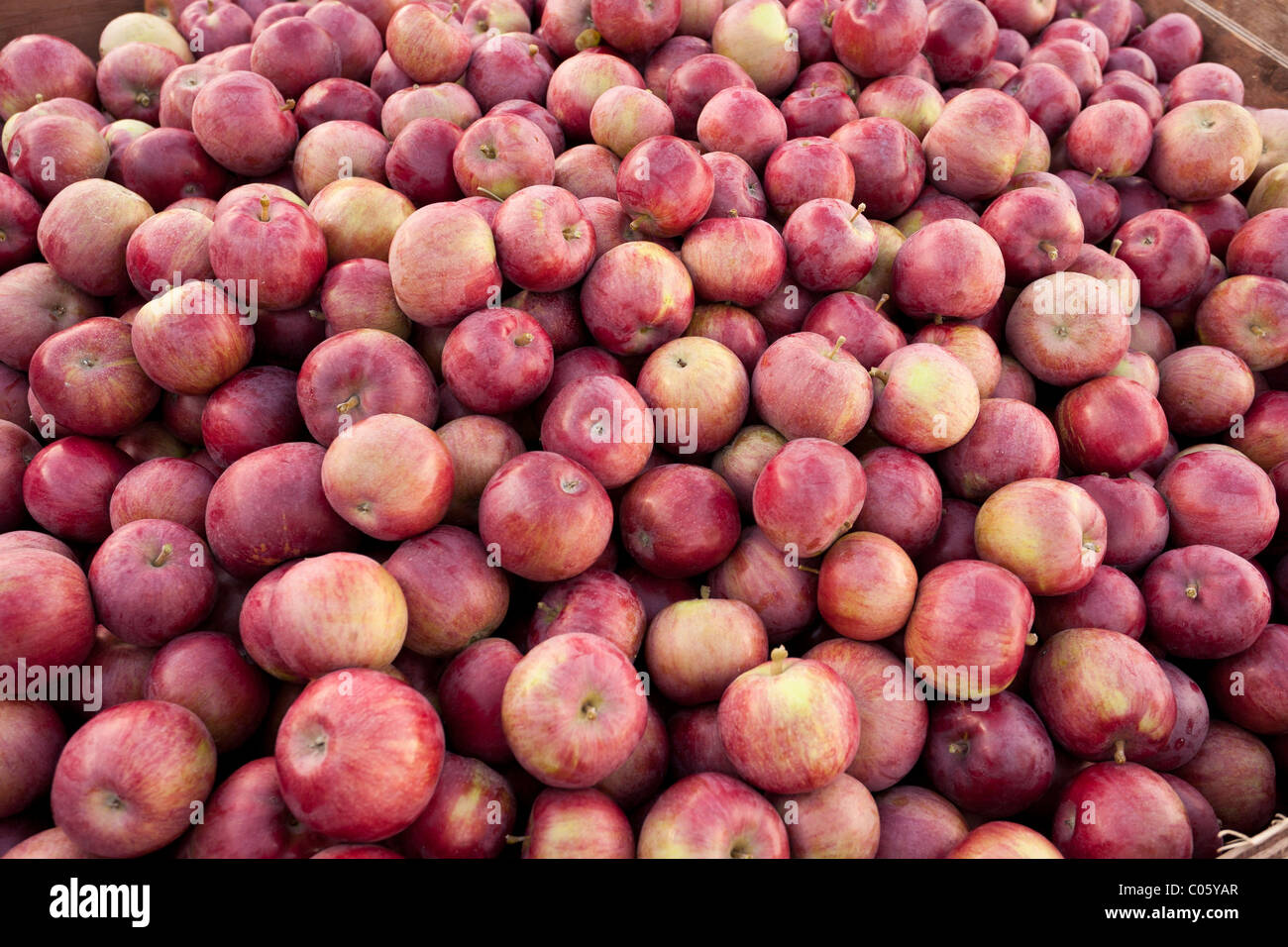 A huge box of Apples Picked and Ready for Market. A large box of ripe ...