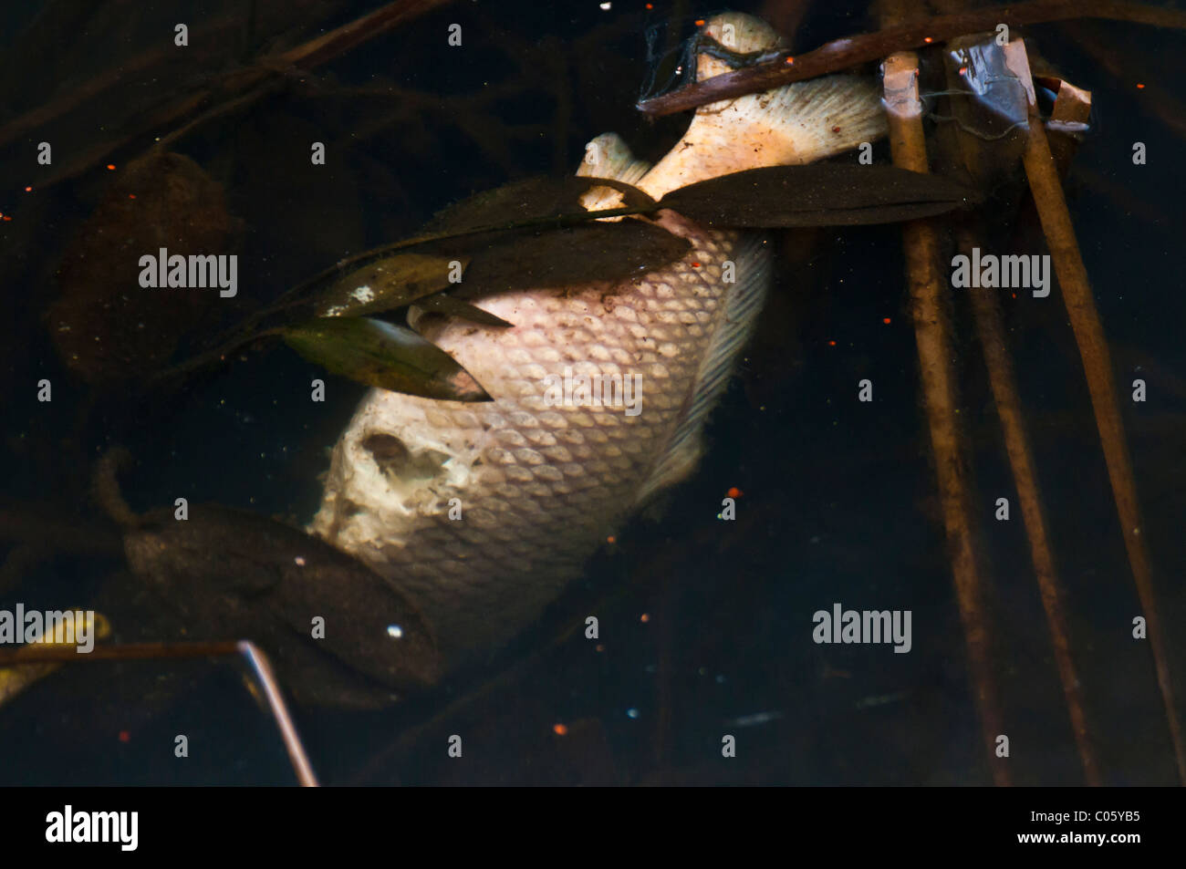 Dead Carp floating in a lake Stock Photo - Alamy
