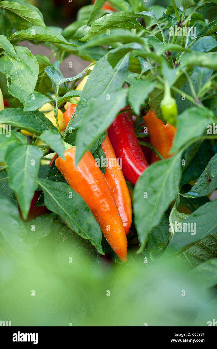 Field peppers ripen in the field. Clusters of brightly coloured peppers ...