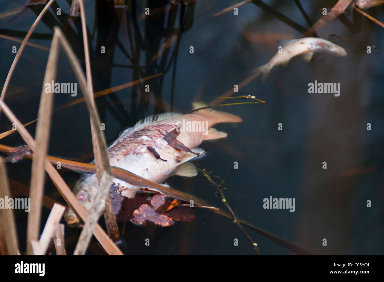 Dead Carp floating in a lake Stock Photo - Alamy