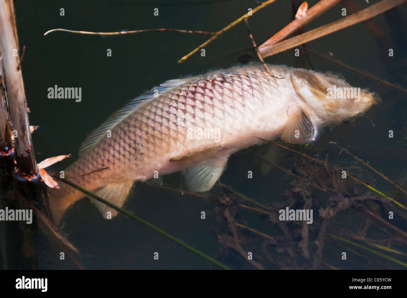 Dead Carp floating in a lake Stock Photo - Alamy