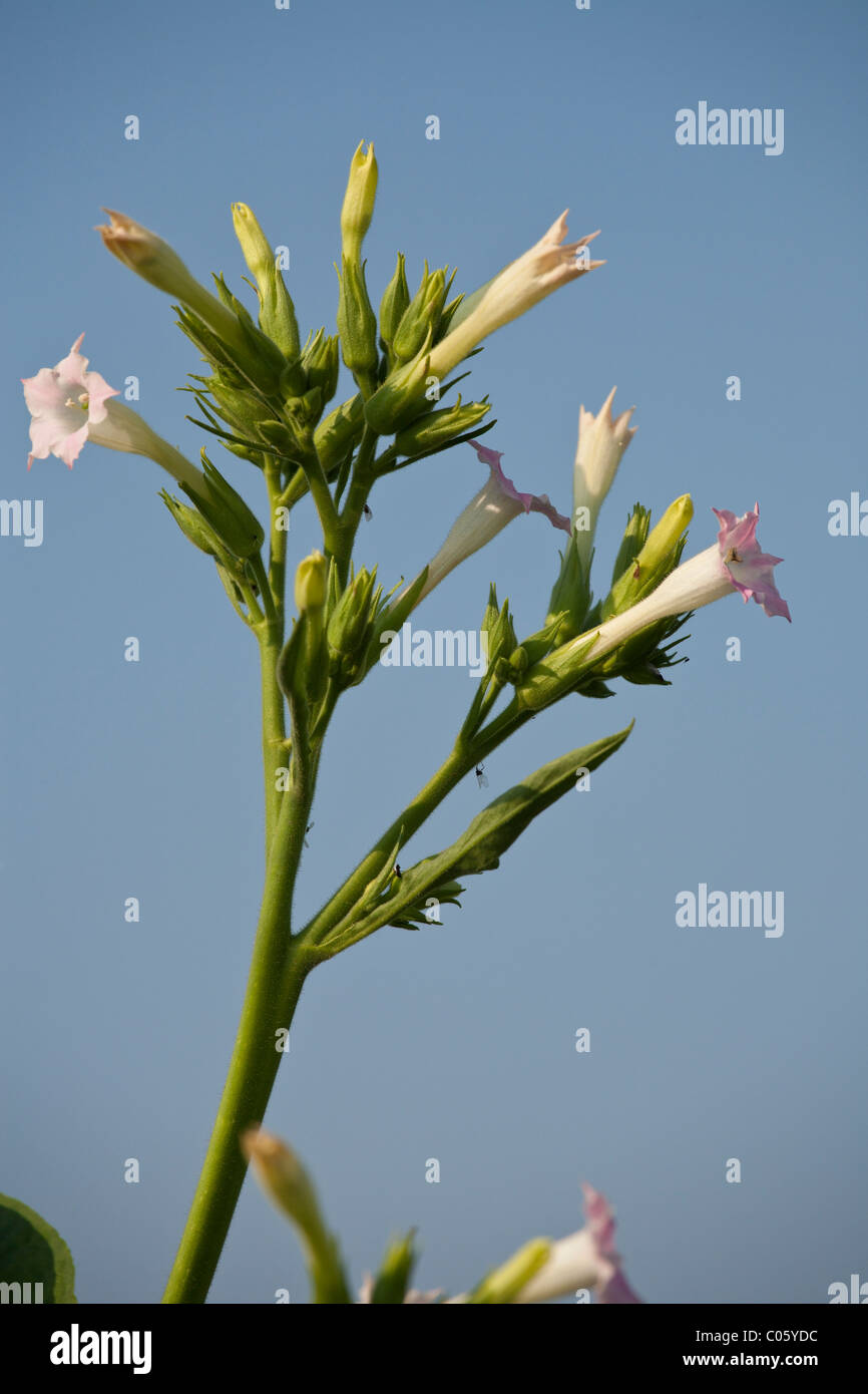Tobacco flowers against a blue sky. Pink flowers of the tobacco plant ...
