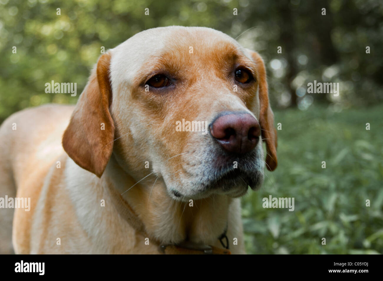 Yellow Labrador Retriever Stock Photo - Alamy